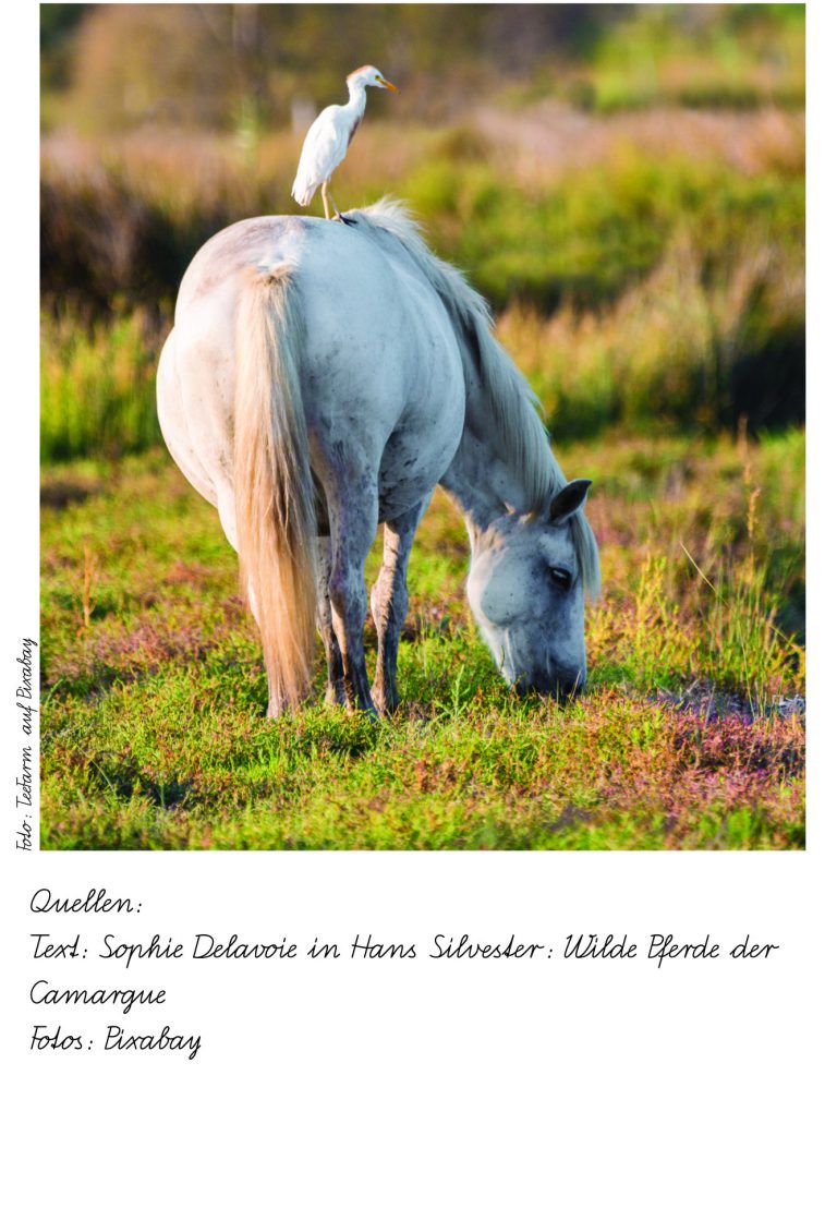 interaktives Quiz: Pferde der Camargue (Danke!) | lindegundula.de